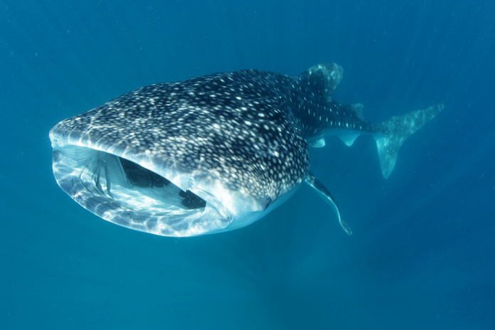 La plongée sous-marine aux Maldives | Les Maldives